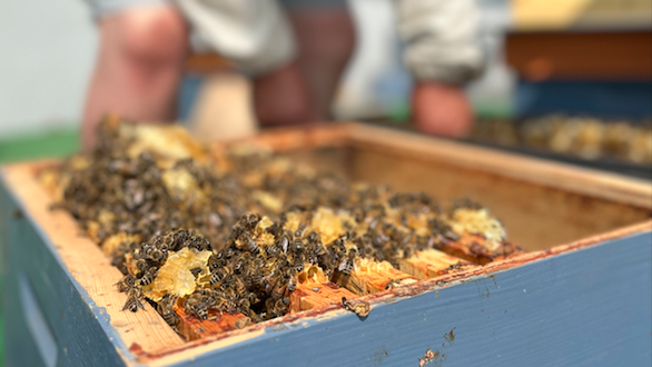 New Beehives on the Roof of the University of Lodz Library
