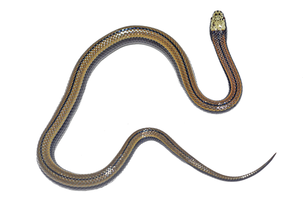 A new species of snake dedicated to prof. Andrzej Kruk!