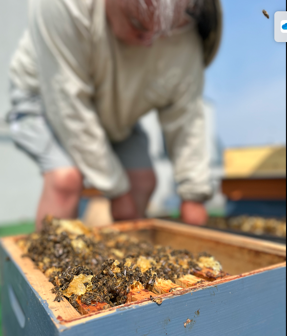 New Beehives on the Roof of the University of Lodz Library