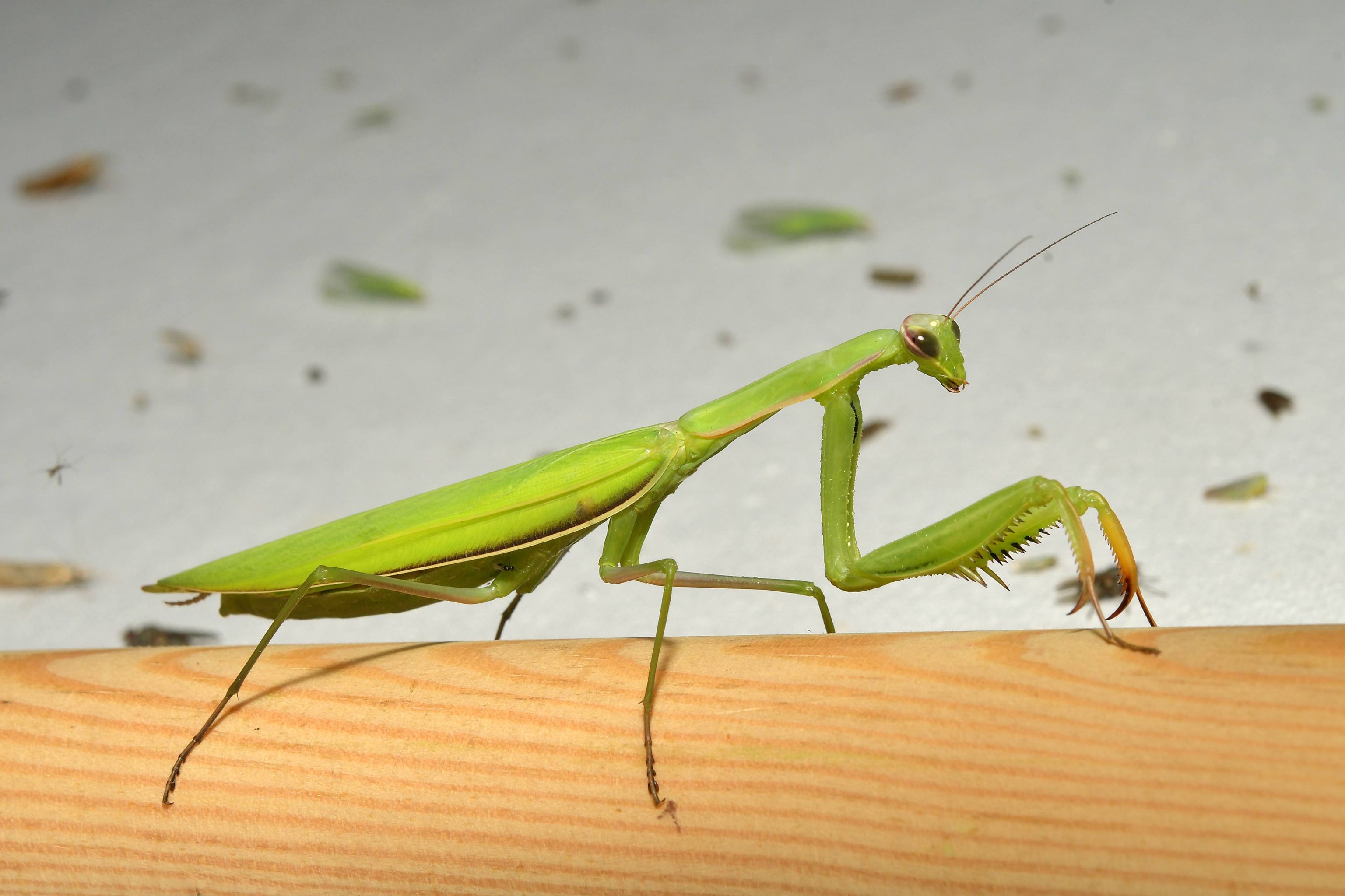 Expansion of praying mantis in Lodz – entomologists create a map